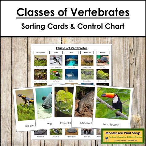Classes Of Vertebrates Sorting Cards And Control Chart Made By Teachers