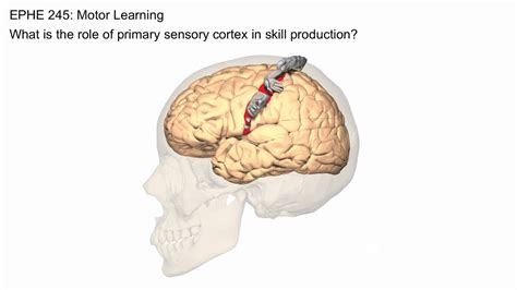 Sensory And Motor Cortex