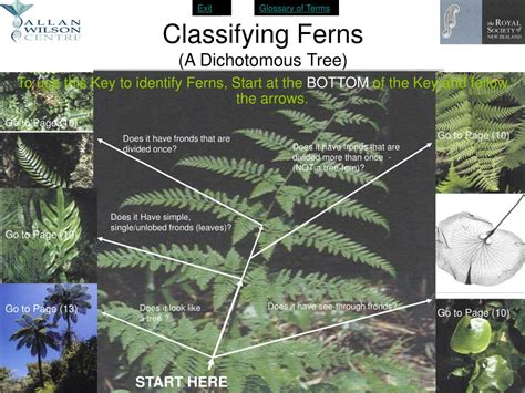 PPT A New Zealand Tree Fern PowerPoint Presentation Free Download ID 239279