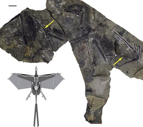 The Yi Qi Is Known From Only A Single Fossil Found In China That Dates