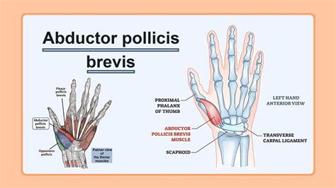 What Does The Abductor Pollicis Brevis Do
