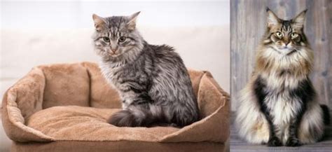 Domestic Mediumhair Vs American Longhair Breed Comparison