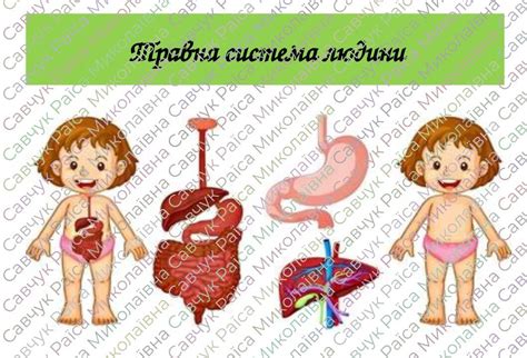 Презентація Травна система людини Презентація Пізнаємо природу