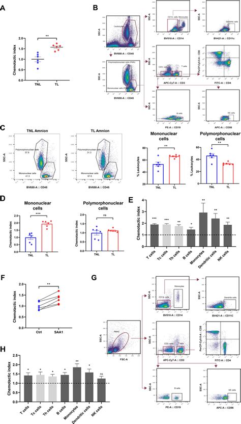 Increased Chemotactic Activities Of Human Amnion Tissue Obtained From