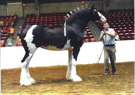 Solid Black Clydesdale