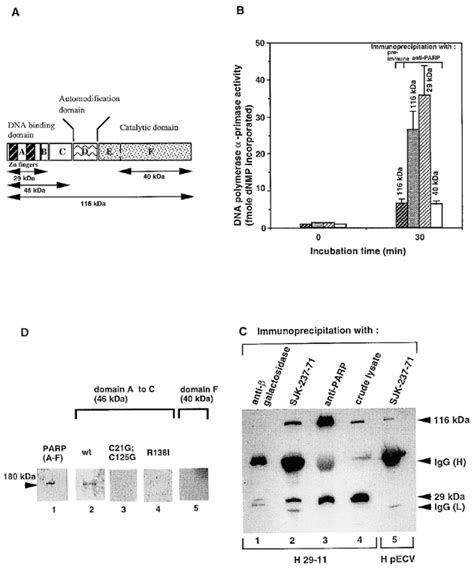 The Dna Binding Domain Of Parp Interacts With The Catalytic Subunit Of