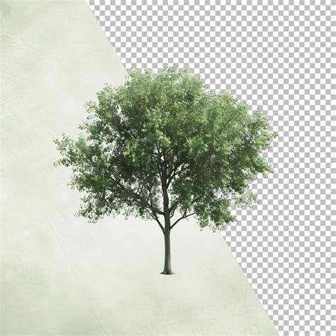 Premium PSD Tree Isolated On Transparent Background