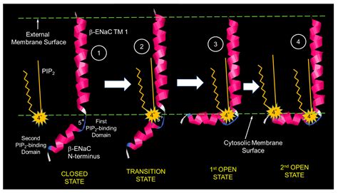 Pip2 Interacts Electrostatically With Marcks Like Protein 1 And Enac In Renal Epithelial Cells