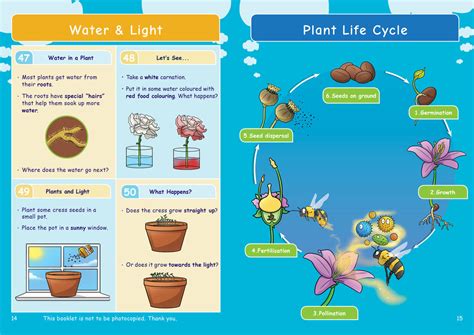 How To Grow A Plant Ks2 At Chris Stevens Blog