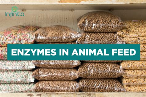 Enzymes In Animal Feed Importance And Future Use