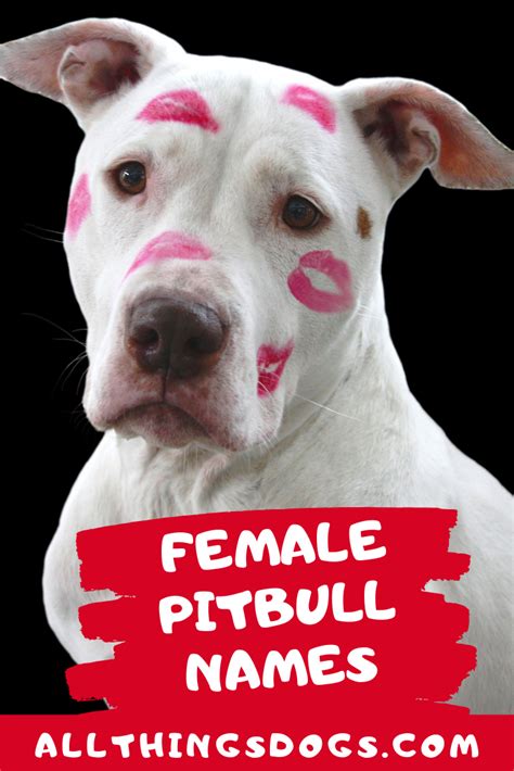 Female Pitbull Names Artofit