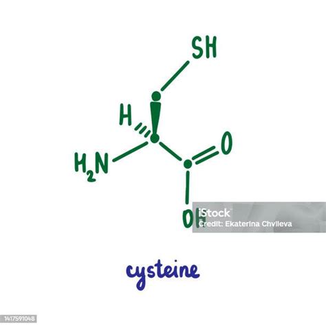 시스테인 손으로 그린 벡터 공식 화학 구조 레터링 블루 그린 건강관리와 의술에 대한 스톡 벡터 아트 및 기타 이미지 건강관리와 의술 건축물 과학 Istock
