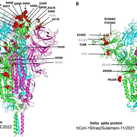 Homology Modeling Of The Sars Cov 2 Spike Protein Tetramer Identified Download Scientific