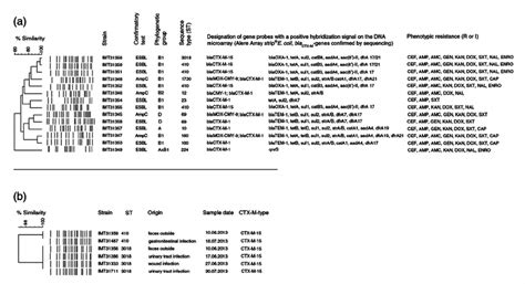 a phenotypic and genotypic typing results of esbl and ampc producing