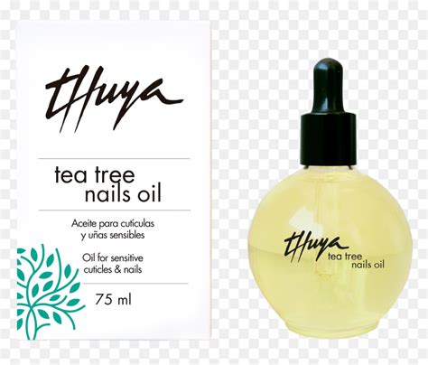 Thuya Hd Png Download Vhv