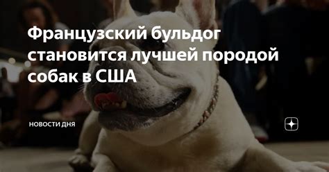 Французский бульдог становится лучшей породой собак в США Новости дня Дзен