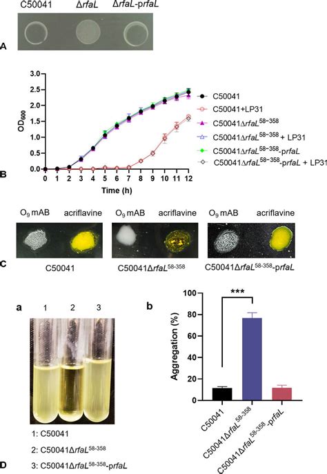 Characterization Of The Rfal Gene Deletion Mutant C50041Δrfal 58 358 Download Scientific