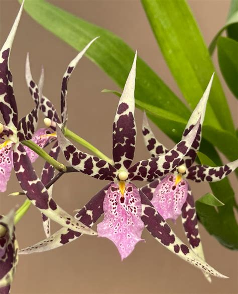 Aliceara Mem Jay Yamada Plantae Orchids And Rare Plants