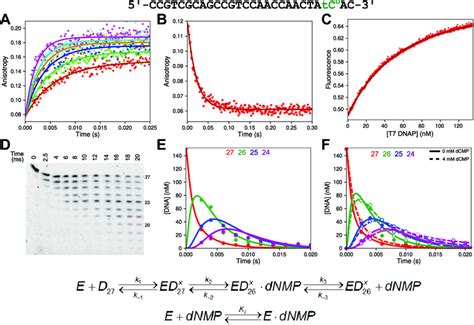 Kinetics Of Ssdna Binding And Excision Dna Substrate The 27 Nt Ssdna Download Scientific