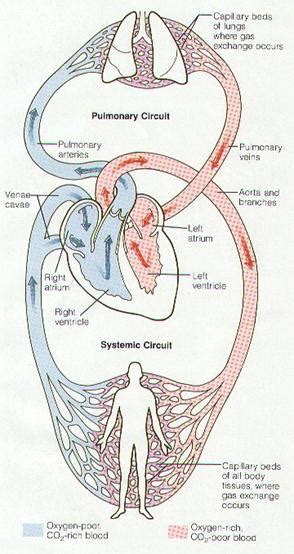 Systemic Circuit Biology 12 Plo