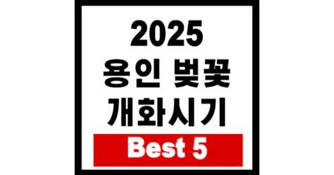 2025 용인 벚꽃 개화시기 만개시기 축제 일정 명소 추천 총정리