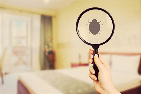 Bed Bug Exterminator Near Me Finding The Right Professionals