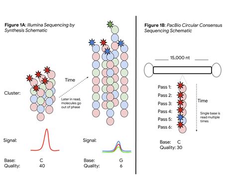 Highly Accurate Snp And Indel Calling On Pacbio Ccs With Deepvariant Deepvariant Blog