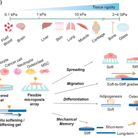 A Rigidity Scale Of Various Tissues And B The Engineered 2d Systems