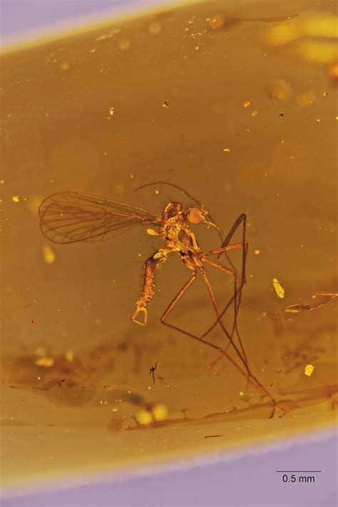 A Diptera In Burmese Amber R Amberfossil