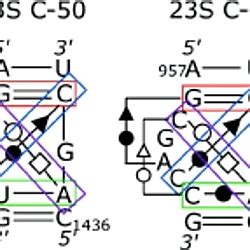 Annotated Secondary Structures For C Loop Motifs From Crystal Structures Comparing Structural