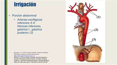 Anatomía Y Fisiología Del Esófagopptx