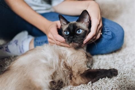 고양이의 클로즈업과 남자의 손이 만족 스 아웃 소녀와 주인은 그의 사랑 하는 파란 눈의 샴 고양이를 바닥에 누워 있습니다 고양이 습관 가축에 대한 스톡 사진 및 기타 이미지