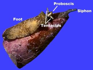 Harpoon Cone Snail Sting