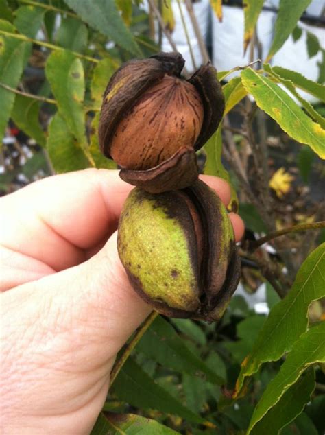 Pecan Pollination Rock Bridges Trees