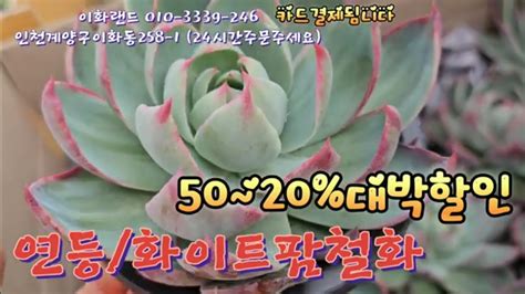 50~20대박할인연등연두장미금 이화랜드010 3339 2461 나는농부다282회출연 Youtube