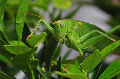 Grasshopper Insect Bug Free Photo On Pixabay