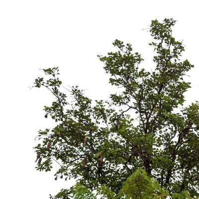 Tree Without Background Stock Photos Images And Backgrounds For Free Download