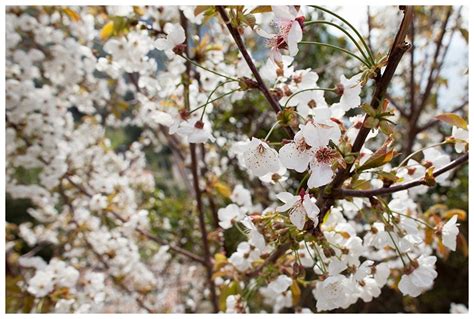 Get Out Of Auto Mode And Into Manual Mode On Your Camera Journey Of Doing