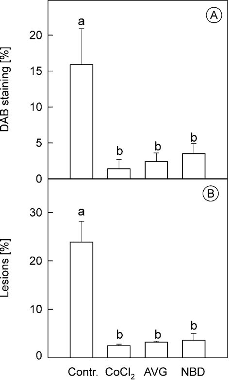 The Effect Of Inhibition Of Ethylene Biosynthesis Or Perception On