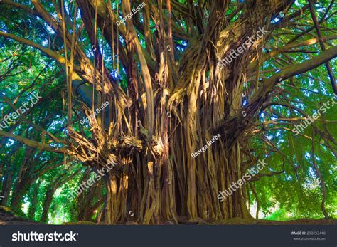 15 268 Maui Tree Images Stock Photos Vectors Shutterstock
