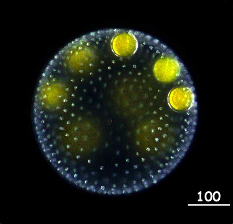 Chlorophyta Microscope
