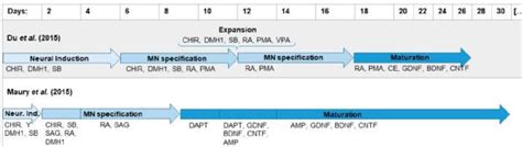 Schematic Of Protocols Used To Differentiate Ipscs Into Mns Adapted