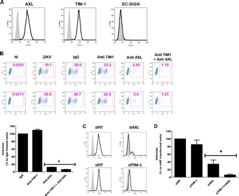 Involvement Of Axl And Tim 1 In Zikv Infection Of A549 Cells A Cell