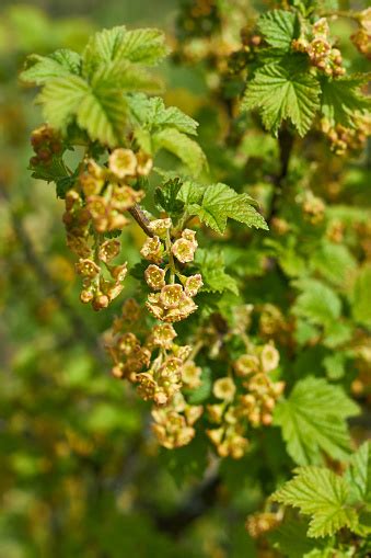 정원에서 녹색 잎과 빨간 건포도의 꽃 덤불 갈비뼈 루브럼 빨간 건포도 덤불 꽃 빨간 건포도 봄에 빨간 건포도 가지 건포도 개화기에 대한 스톡 사진 및 기타 이미지 Istock