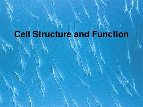 Ppt Cell Structure And Function Powerpoint Presentation Free Download Id9152796