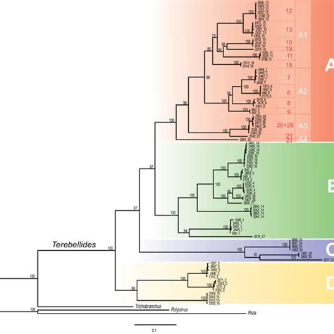 phylogenetic tree after maximum likelihood analyses on a concatenated