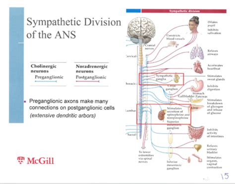 Anatomy Exam Chapter Autonomic Nervous System Flashcards Quizlet