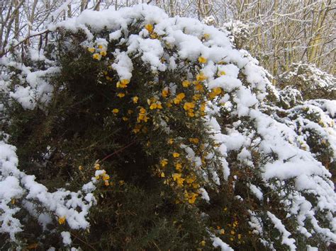 Outer Bark Its Structure And Function Woodland Ways Blog Bushcraft And Survival
