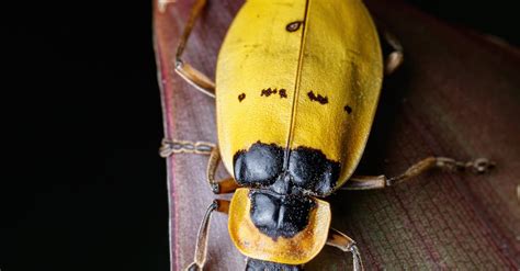 집 밖의 Coleoptera 가까이 검은색 표시 곤충 곤충학 노란색 다리 딱정벌레 딱정벌레 사진 리프 텍스처 마이크로 세계 매크로 밝은 노랑 벌레