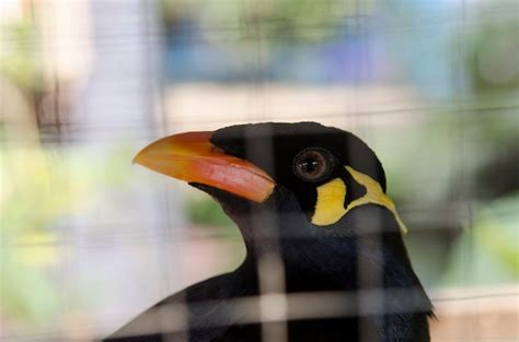 Premium Photo Bird In Cage
